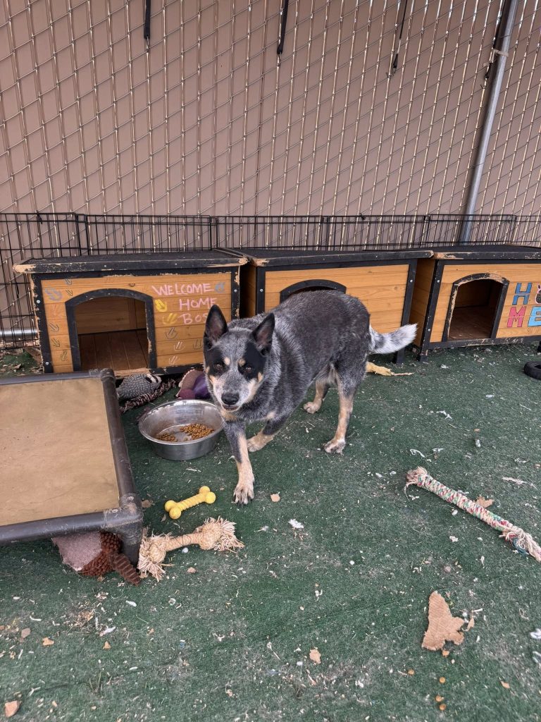 Blue | Heeling Heelers Hearts Dog Rescue