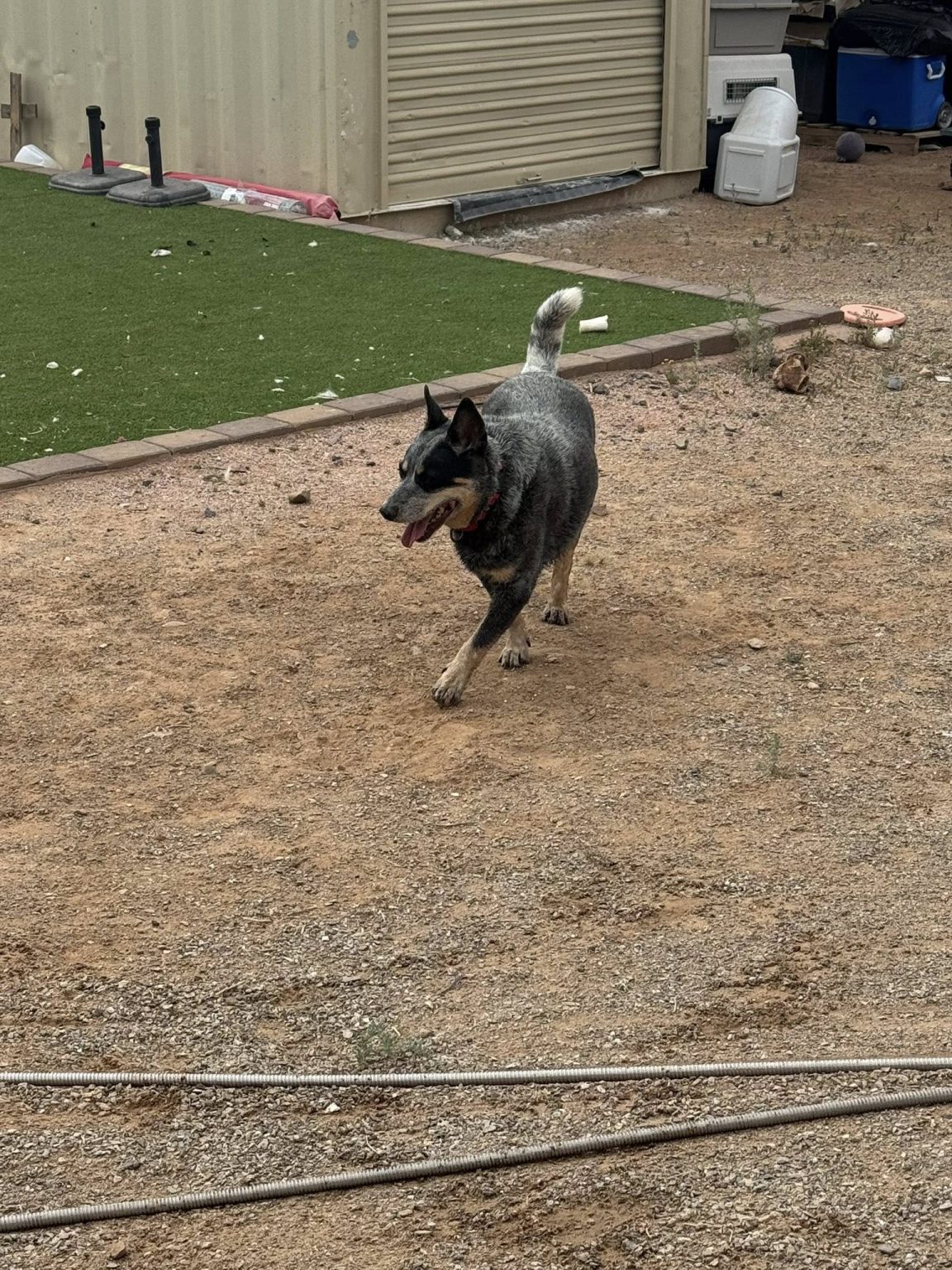 Blue | Heeling Heelers Hearts Dog Rescue