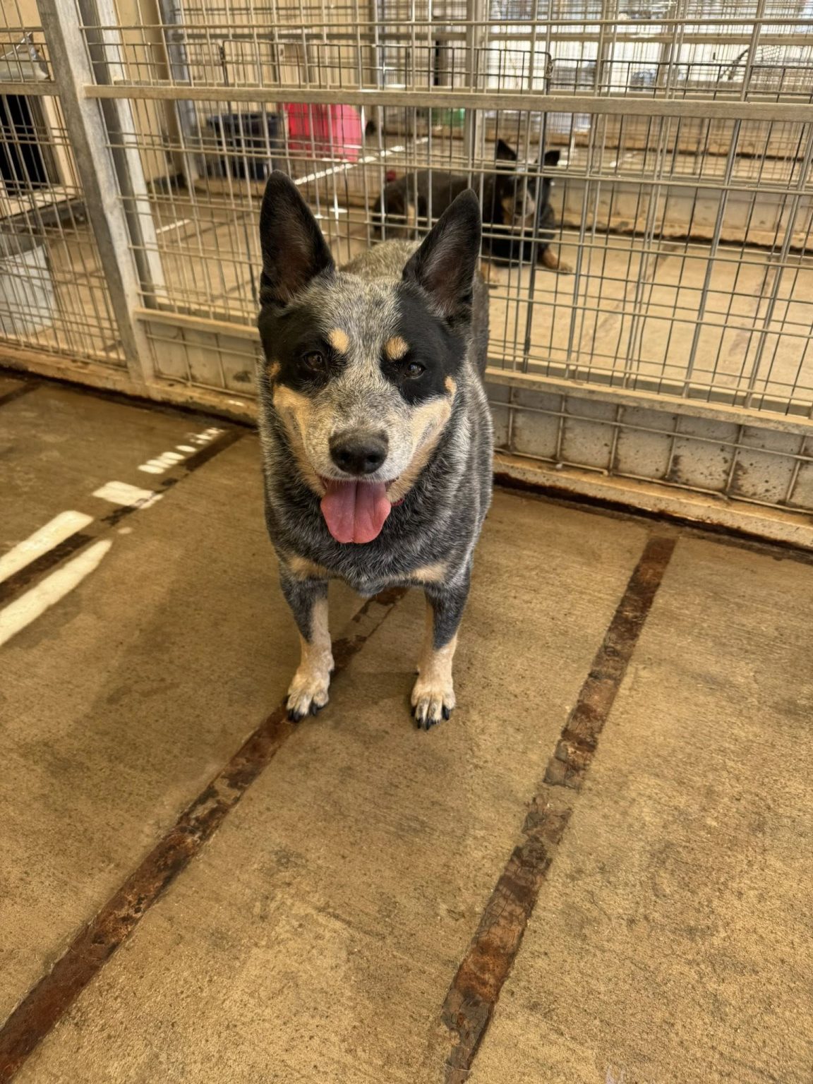 Blue | Heeling Heelers Hearts Dog Rescue